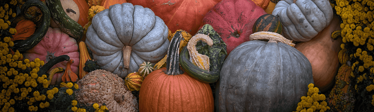 3 Ways to Harness the Energy of Autumn – Nomad Botanicals