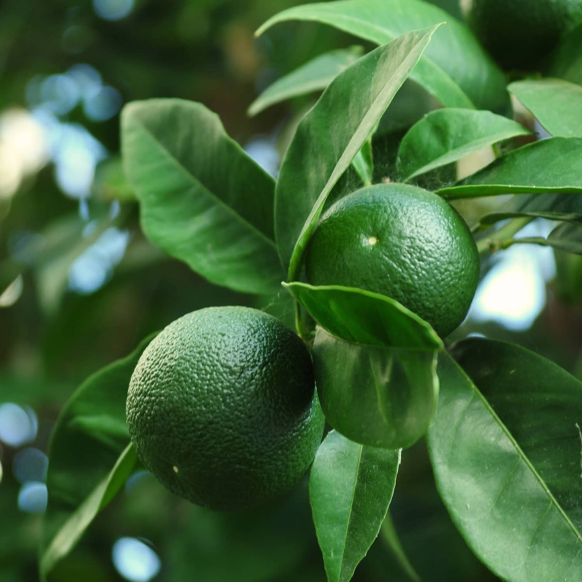 Green Mandarin Essential Oil – Nomad Botanicals